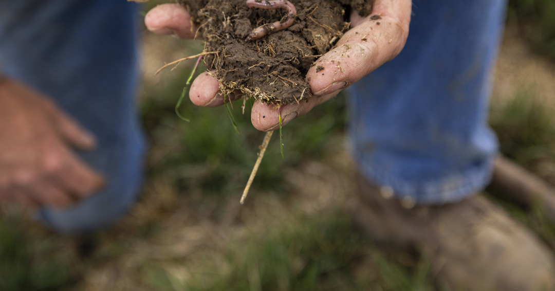 Regenerative Landwirtschaft in Dänemark